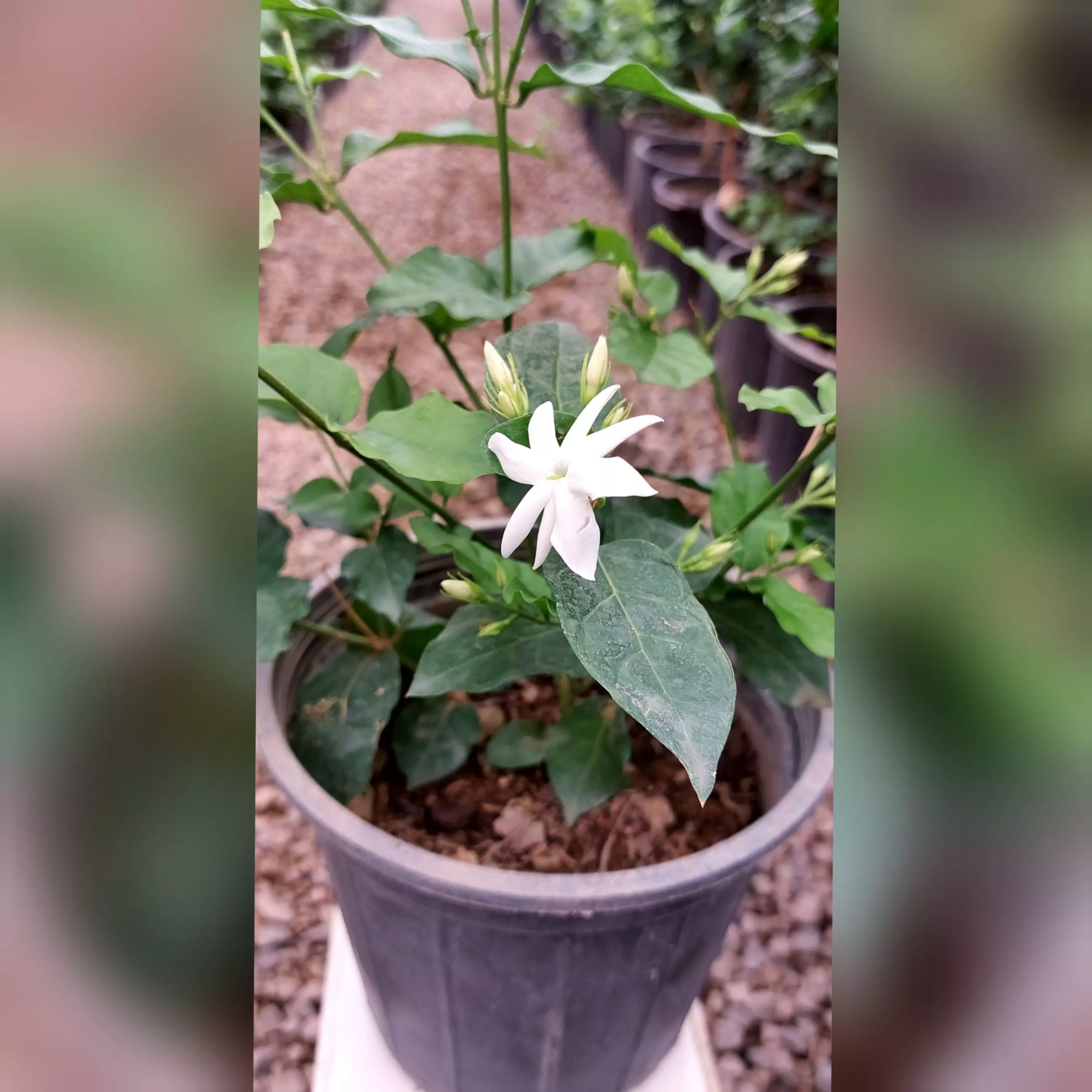 یاس رازقی گیاه آپارتمانی دارای گلهای سفید بسیار خوشبو آی گل