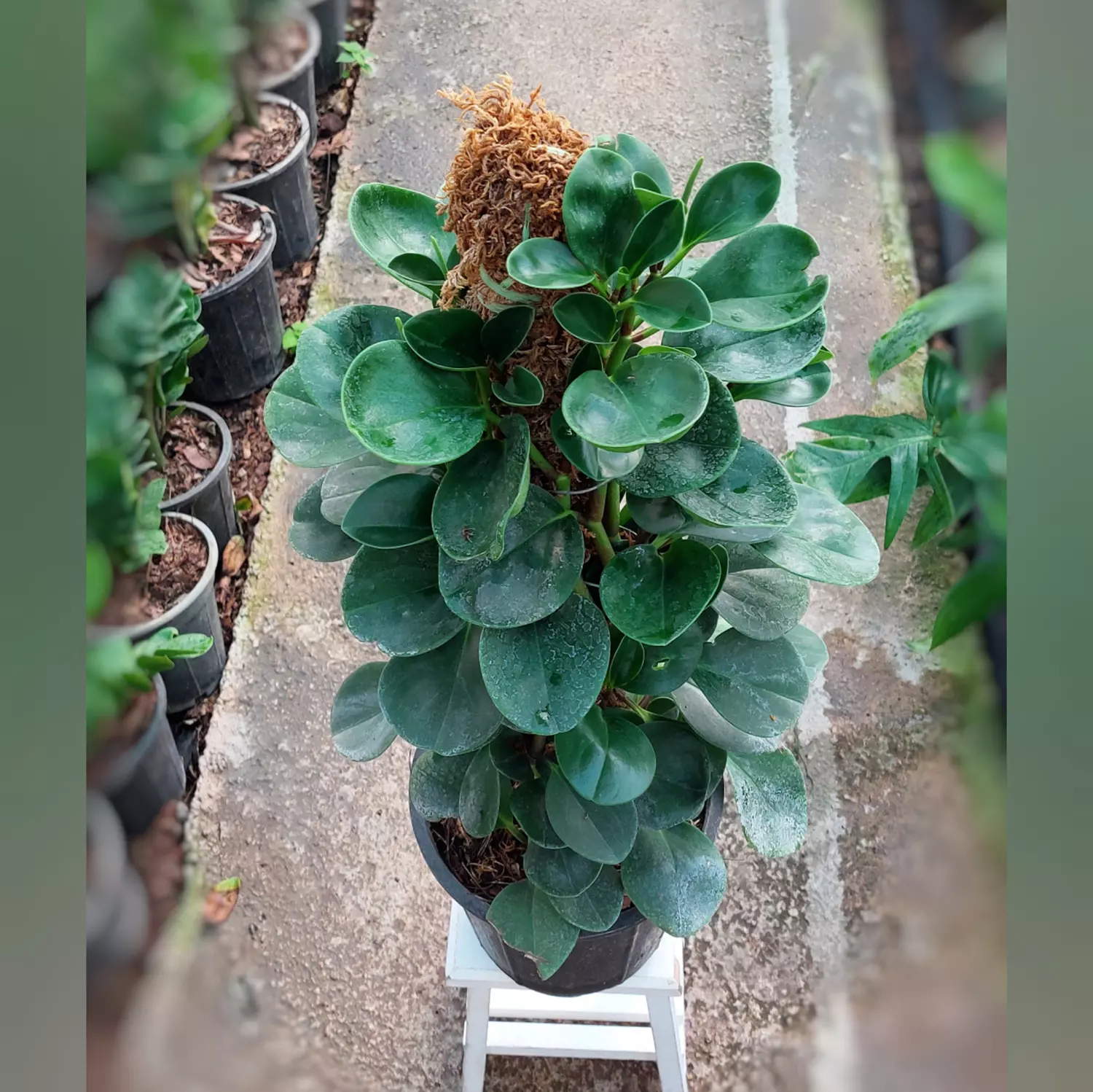 گیاه قاشقی رونده سبز چماقی بسیار زیبا و با کیفیت آی گل